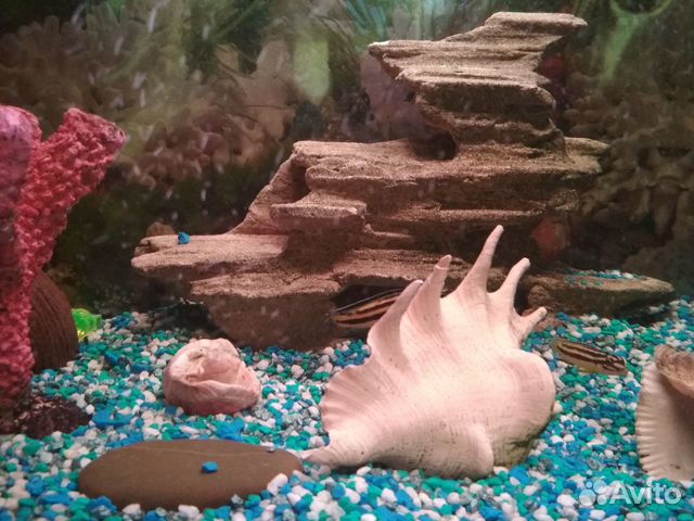 Юлидохромисы и пельвикахромисы пульхер