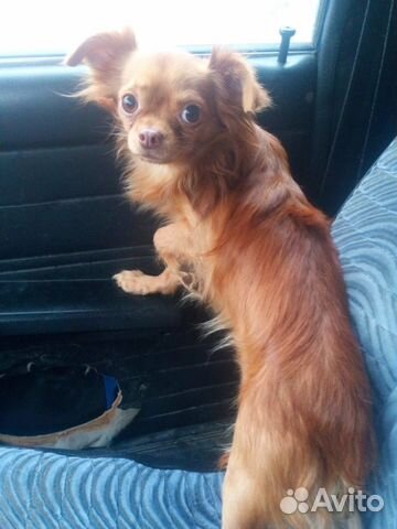 Русский длинношерстный той-терьер