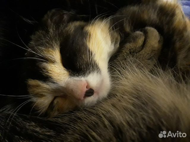 Трехцветная кошка Варя
