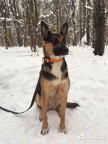 Зена, метис овчарки, в добрые руки