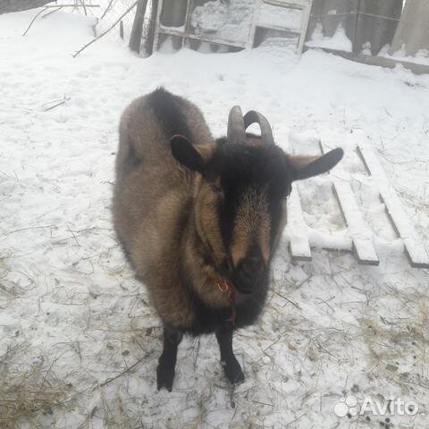 Продам Коз
