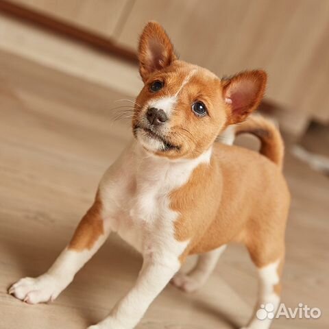 Очаровательная Рыжик девочка 1,5 месяца