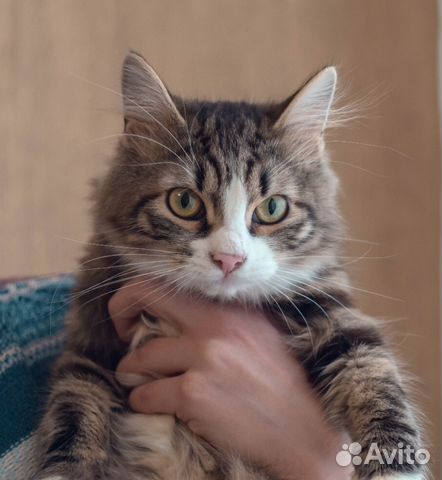 Котята Роскошные Пушистики в дар в добрые руки