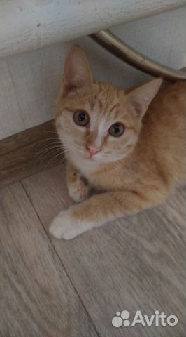 Кошечка 2мес