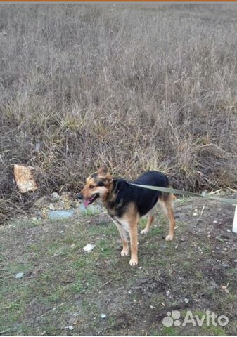 Рыжик-Дизель. Собака