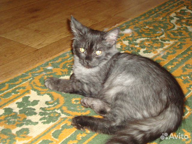 Котенок Тимка