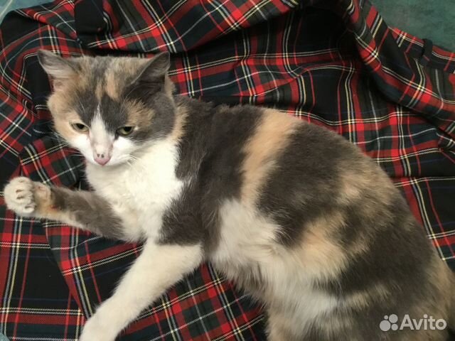 Кошечка в добрые руки