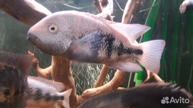 Вьеха Хартверга