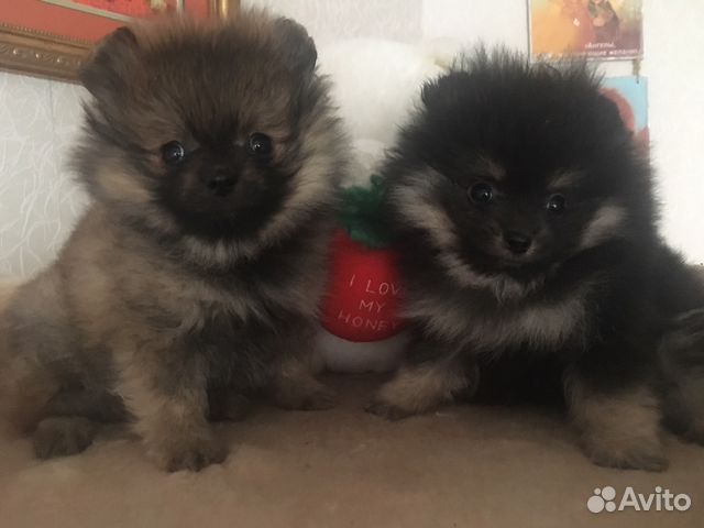 Шпицулечки лапочки