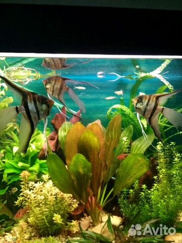 Скалярии взрослые