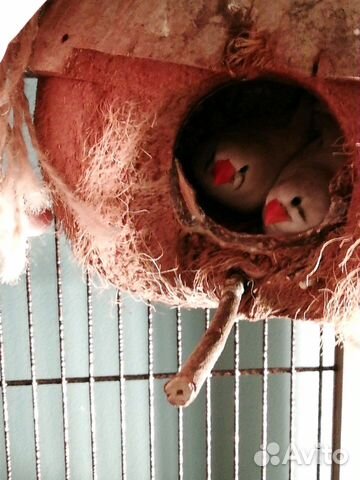 Рисовки белые амадины с клеткой