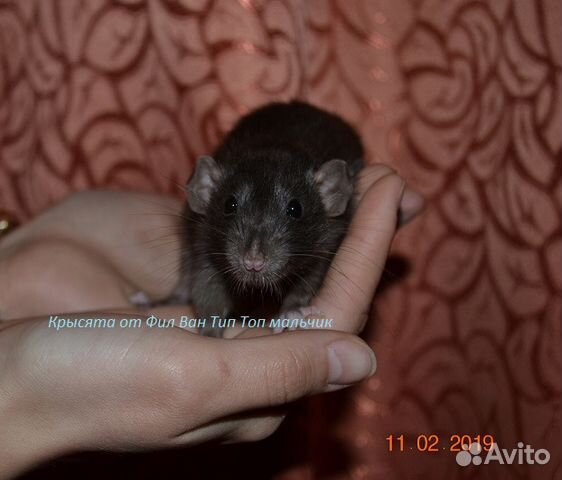 Крыс Крысенок мальчик Минк,дамбо