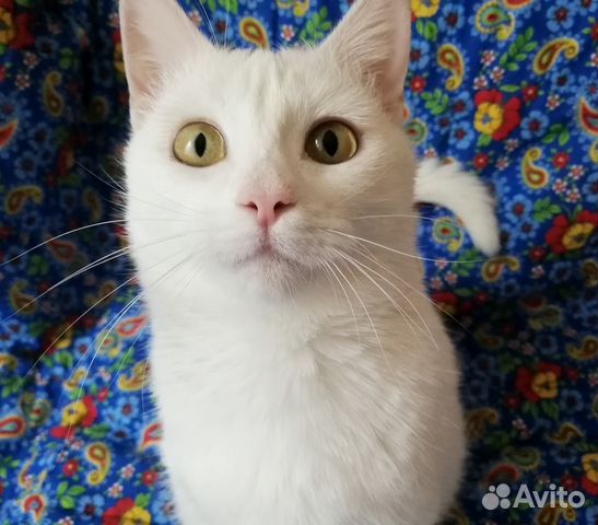 Глазастая, белая кошка в хорошие руки