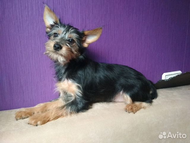 Микс йоркширского и той терьера