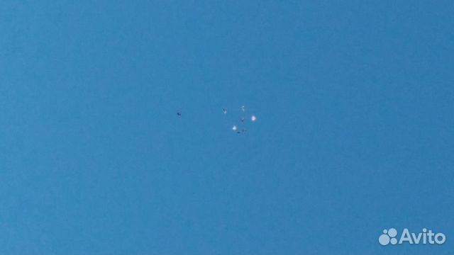 Бойные голуби