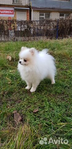 Вязка белый мини шпиц