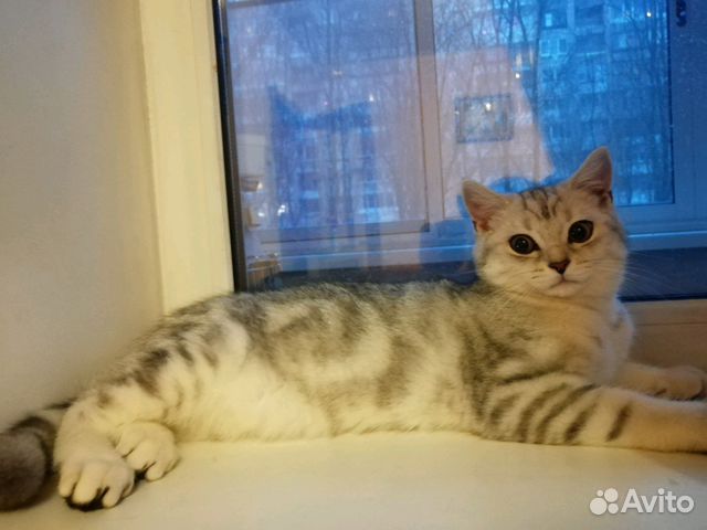 Шотландский мраморный котик