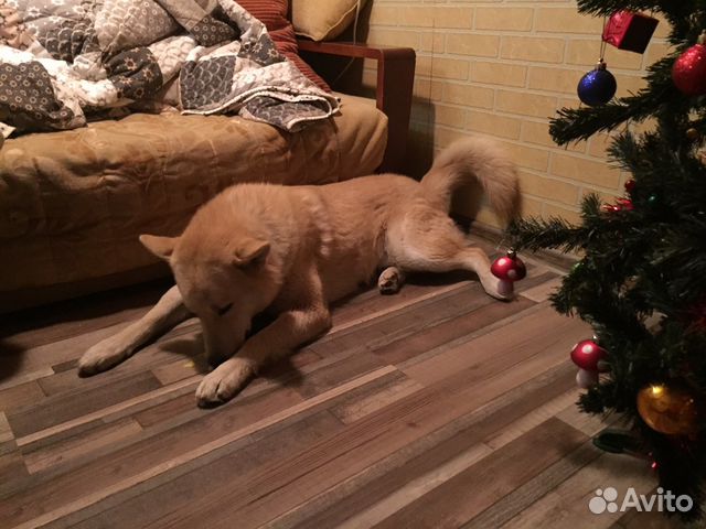 Метис хаски и овчарки, кобель в дар