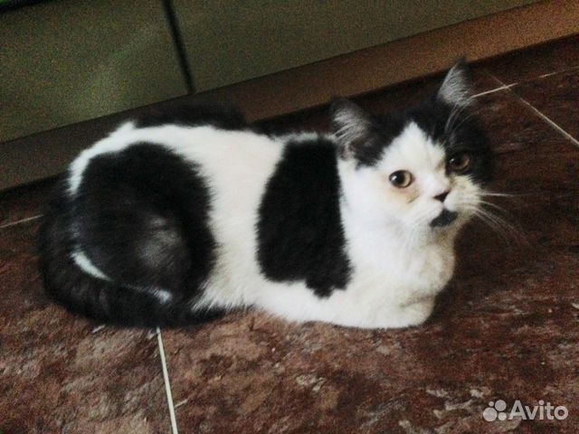 Найден кот