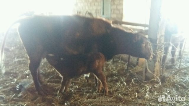 Корова с теленком