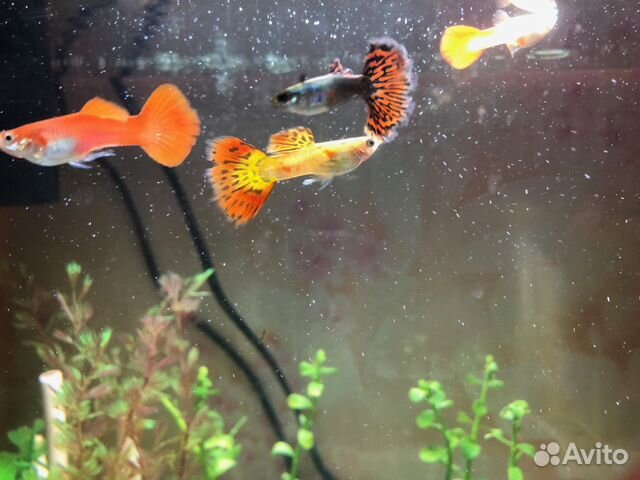 Продаю семью гуппи