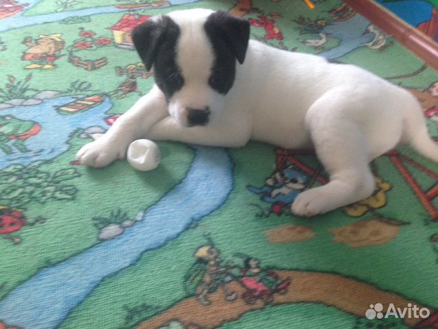 Метис Амстаф+лайка