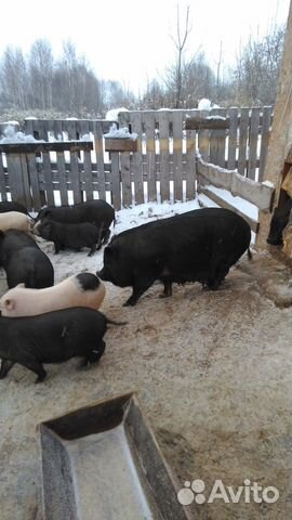 Свиноматки вьетнамской вислобрюхой