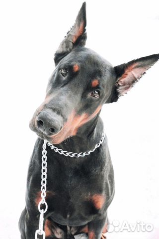 Доберман для вязки