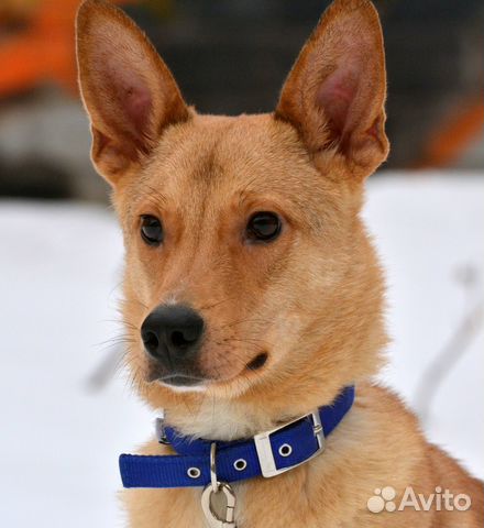 Фокс ищет хозяина