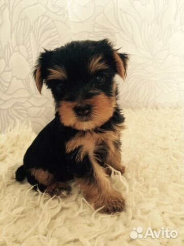 Продам щенка йорка девочка