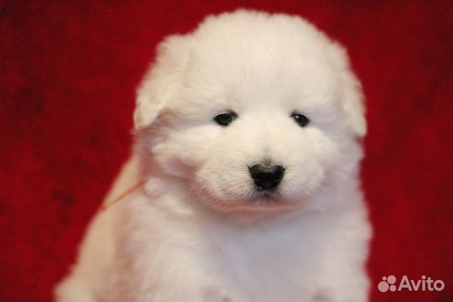 Щенки мареммы. Рабочие линии Италии