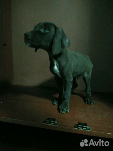 Курцхаар, щенки курцхаара