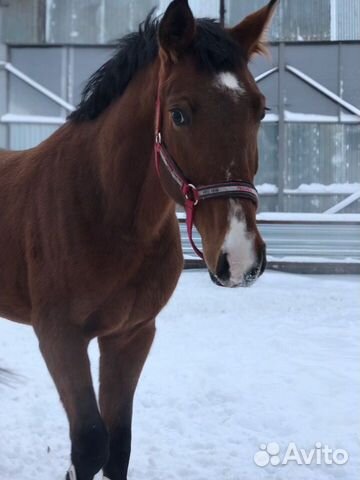 Продается шикарный жеребец