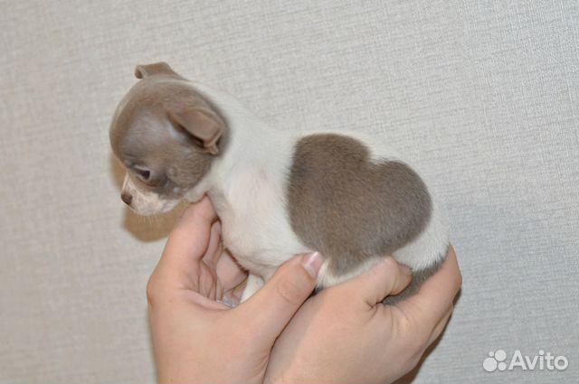 Эксклюзивный малыш,носитель сердца