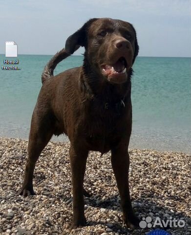 Случка кобель два года. порода лабрадор