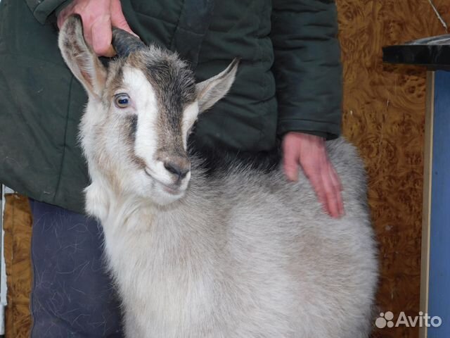 Продам козочку