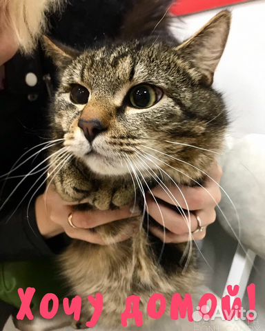 Котик Васенька ищет дом