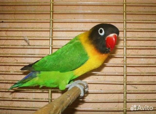 Попугай Неразлучник