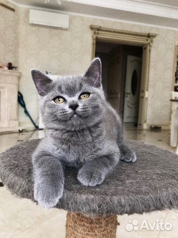 Продаём шотландских котят