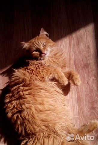 Молодой котик ищет дом