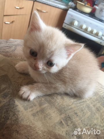 Котёнок