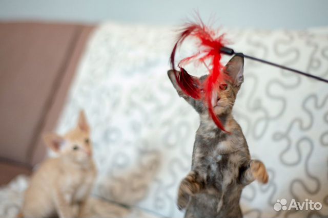 Ориентальная кошка-доминошка в брид