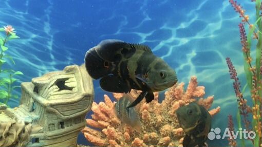 Астронотусы и 3 сома