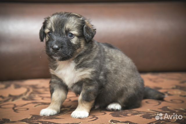 Щенок Марсель вырастет ниже колена Привезем