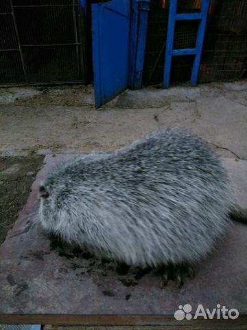 Нутрии самцы и самки