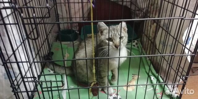 Кошечка очень нужен дом