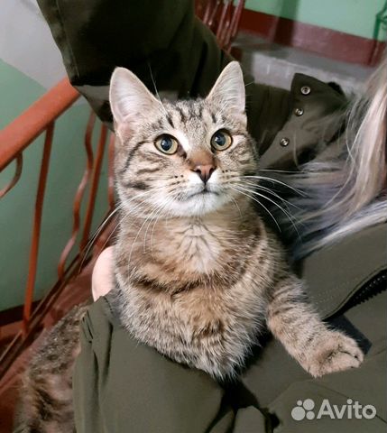 Котик "Ластик"