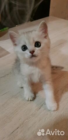 Кошечка британка