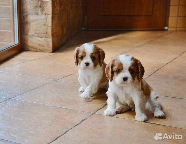 Кавалерчики. Мальчики и девочки. РКФ