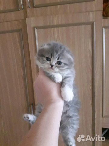 Котенок